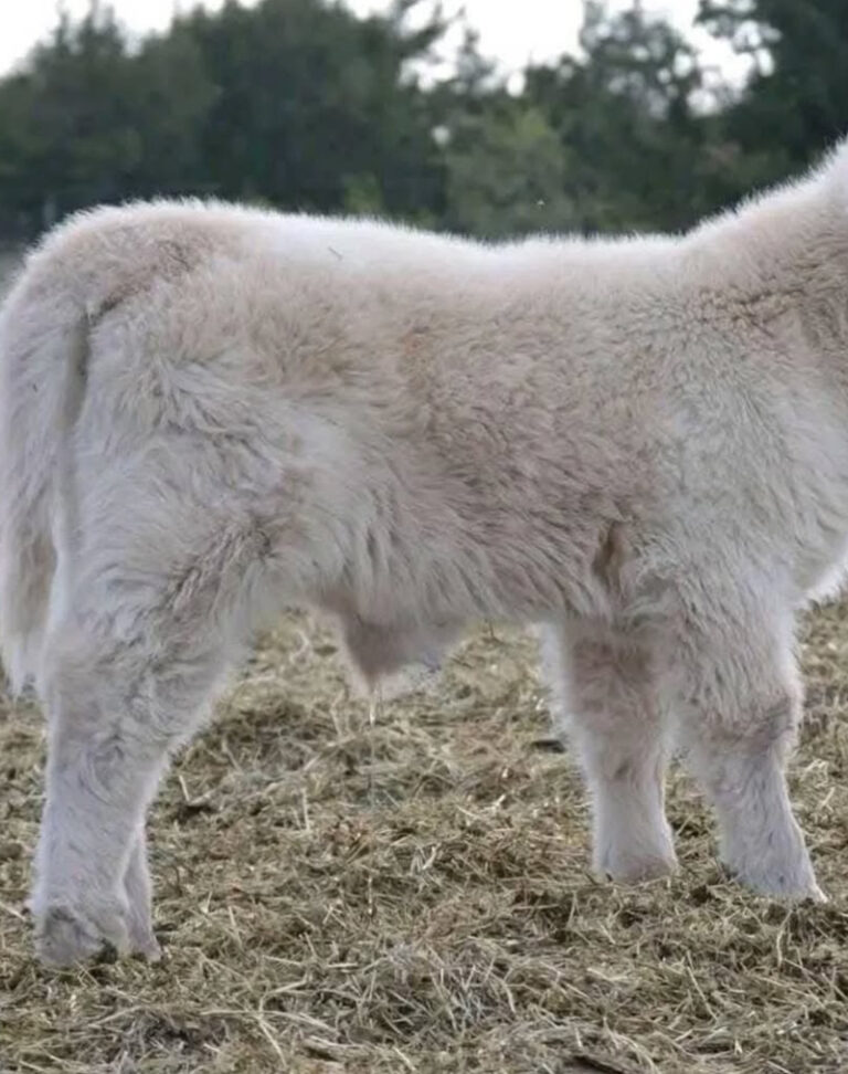 Purchase Mini Highland Cow Remy