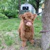 Mini Cows for sale | Small Farm-Ready Highland Cattle