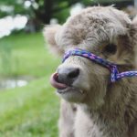 Mini Cows for sale | Small Farm-Ready Highland Cattle