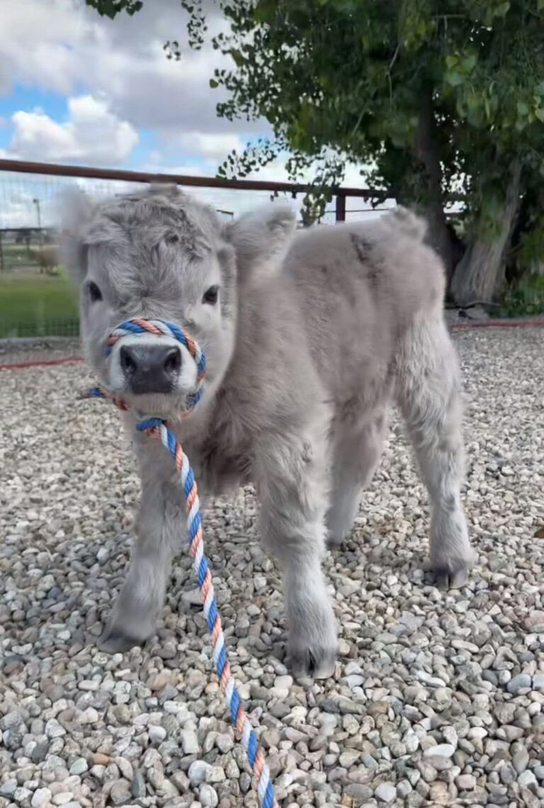 Female Miniature Highland Cow for Sale - Family-Friendly - MINI ...